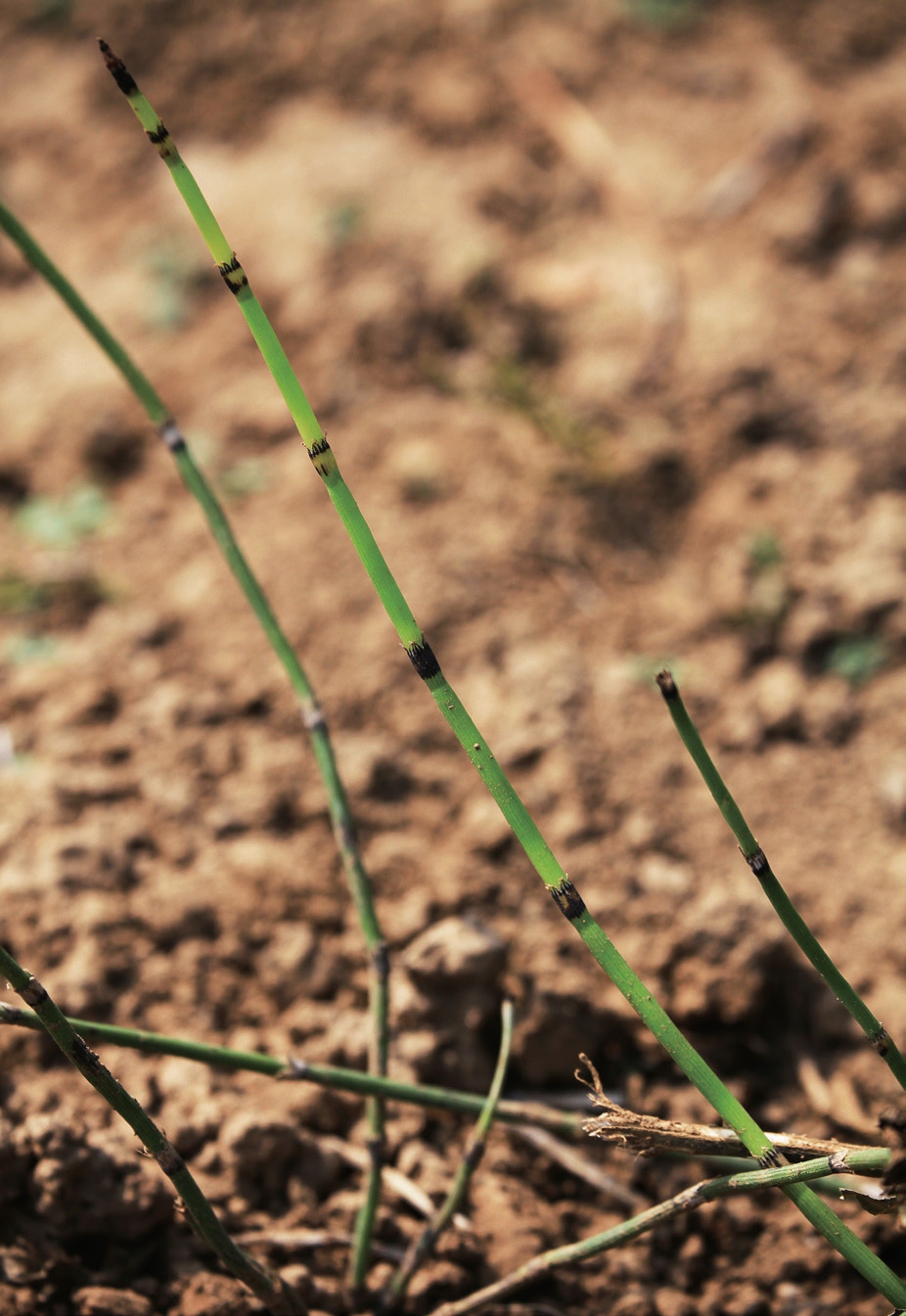 In the beginning of the school season, let's recognize the "pen" of the ...