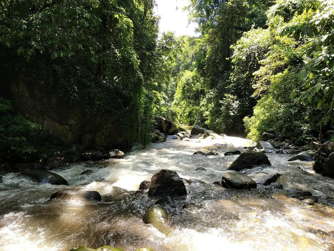 Rainforest hike - iNEWS