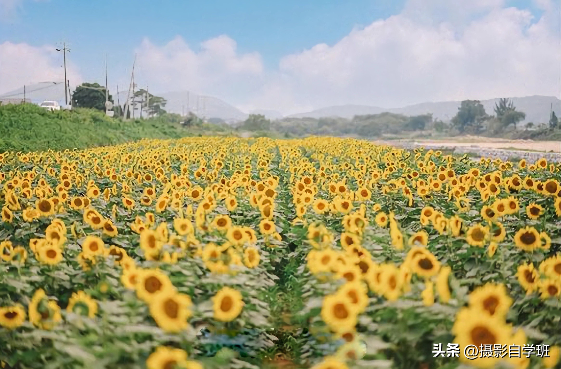 How to shoot sunflowers? With 6 photography skills, the photos are ...