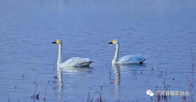 Guang Ling: The Station of the Swan - iNEWS