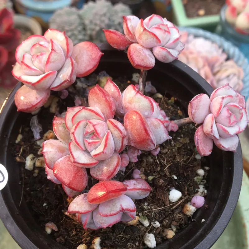 The "four big roses" among the succulents will never wither, romantic ...