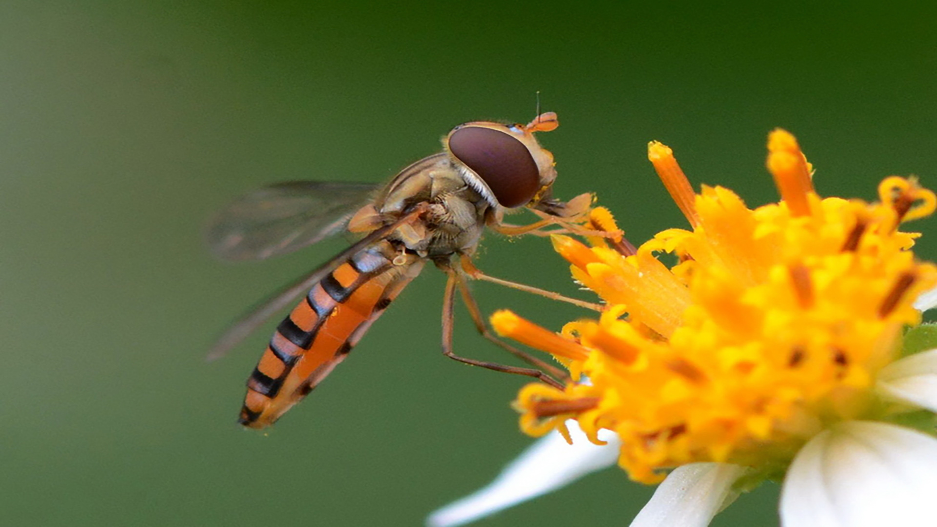 Do you know the eight big and small bugs that are common in rural areas ...