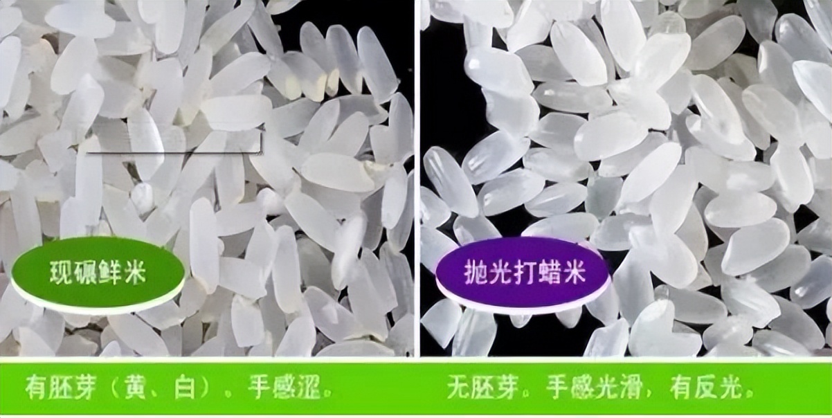 Sake brewing yoshimi - rice for sake brewing - iNEWS