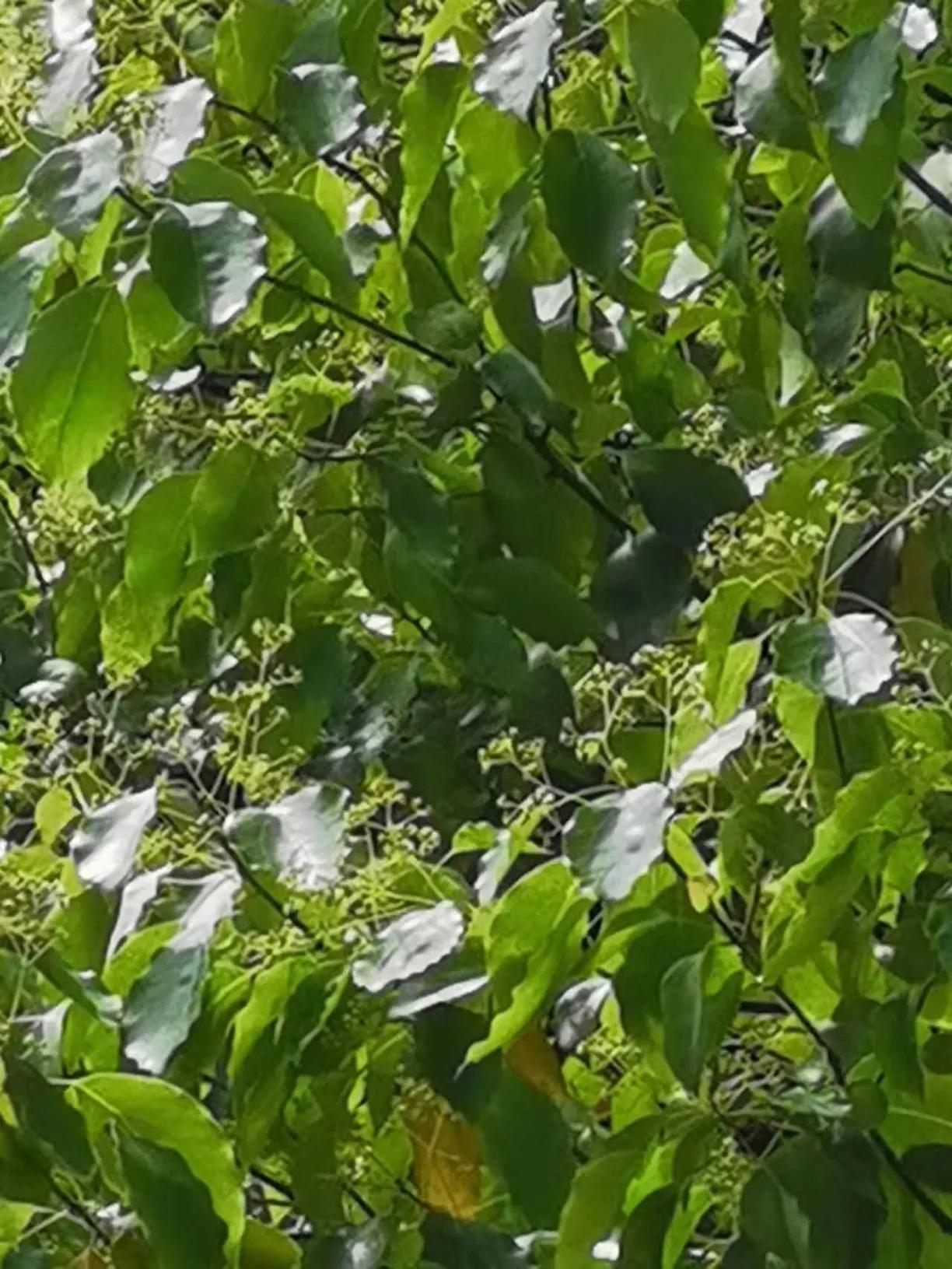 The season of camphor tree flowers - iNEWS