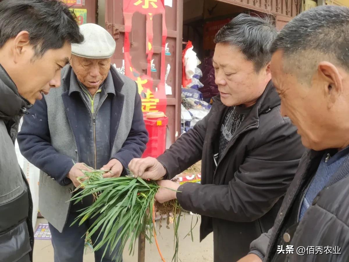 The "232" management rule in the jointing stage of wheat is simple and ...