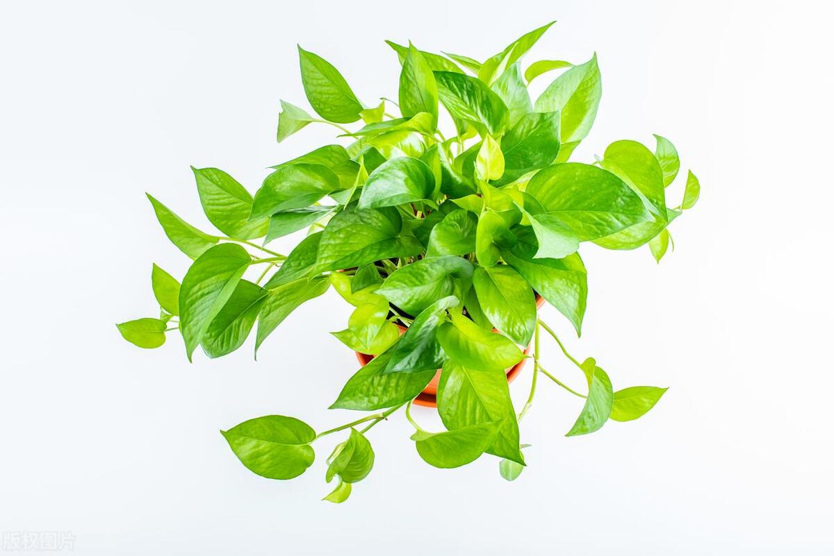 What to do if the roots of the leaves of the green radish are rotten ...