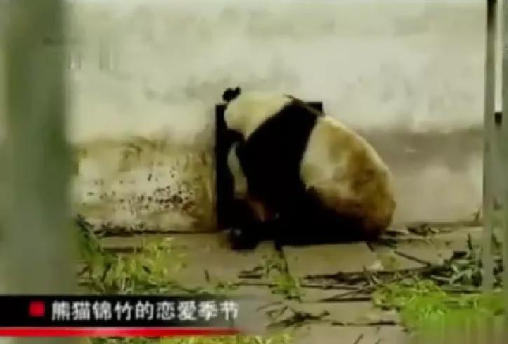 Jinzhu, a bisexual giant panda, cured the physical defects, but did not ...