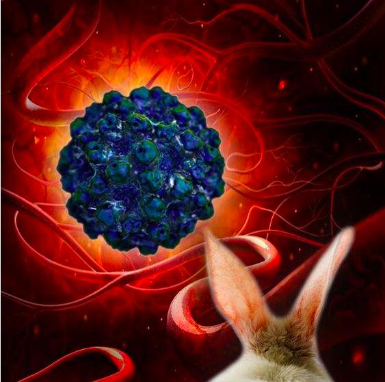 The Rabbit-Human War lasted for 150 years. Australia was defeated and ...