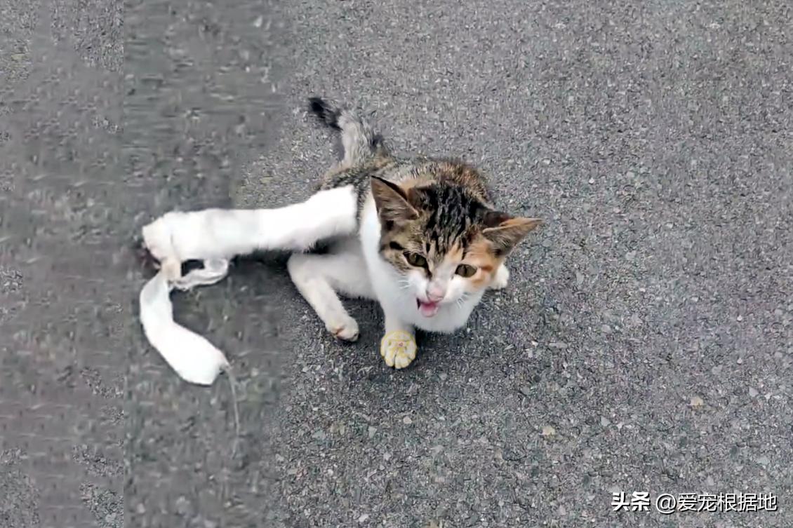 A stray kitten is encountered outdoors, with a bandage on his leg ...