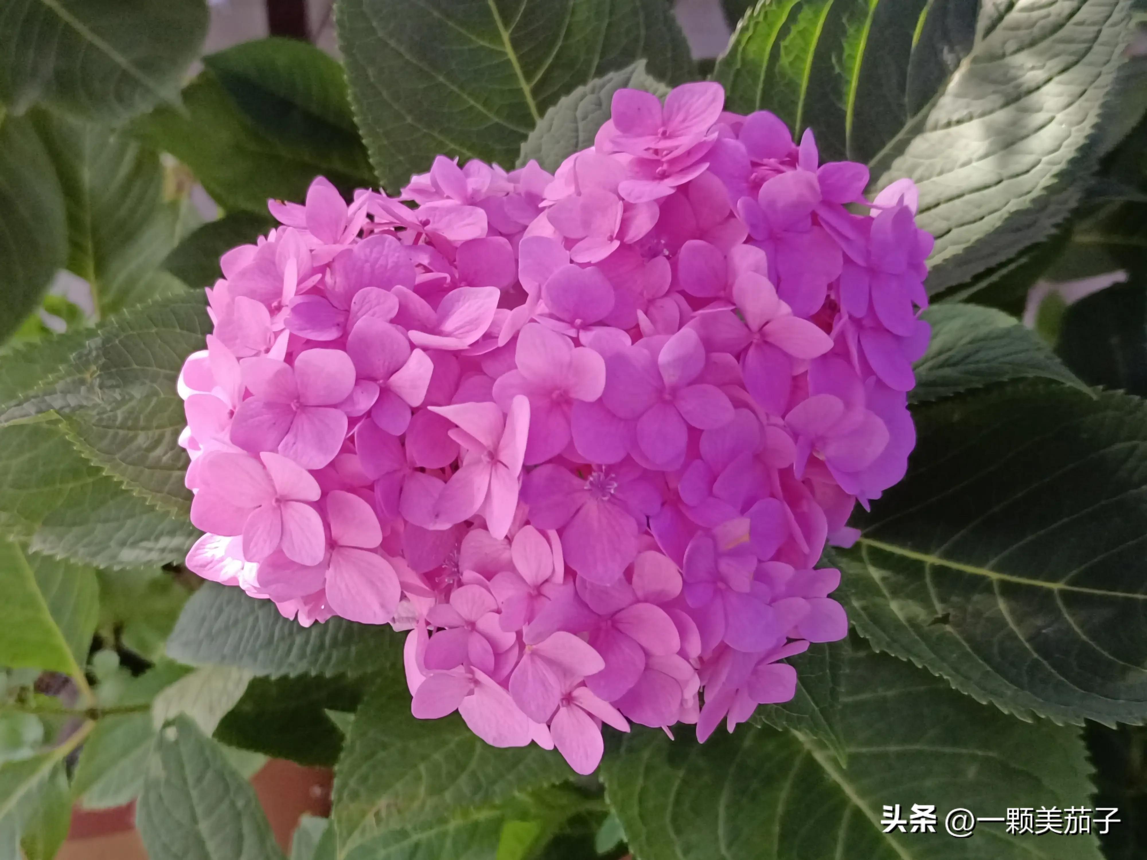 Hydrangea is also called "Hydrangea", the flower language is "reunion ...