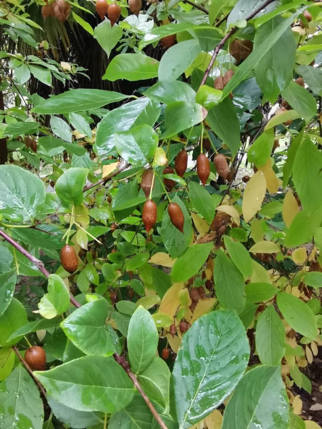 National Class II protected endangered rare plants: Jurong Baohua ...