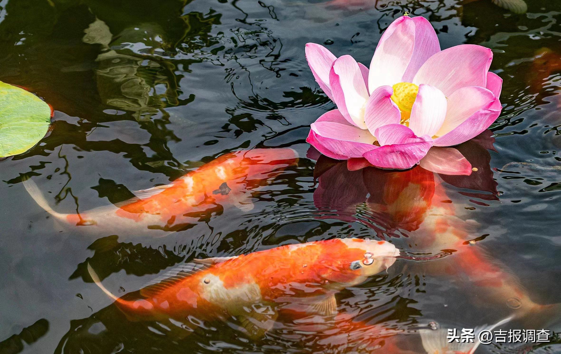 Picture of koi playing with lotus in the pond of Lifeng Village, Tumen ...