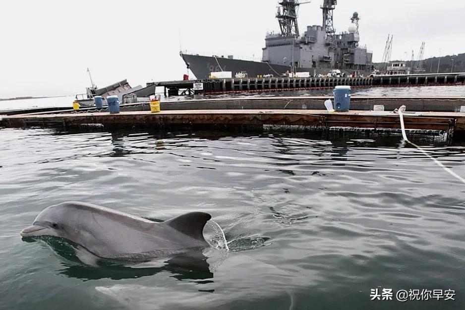 Military dolphin soldiers may have participated in Russian military ...