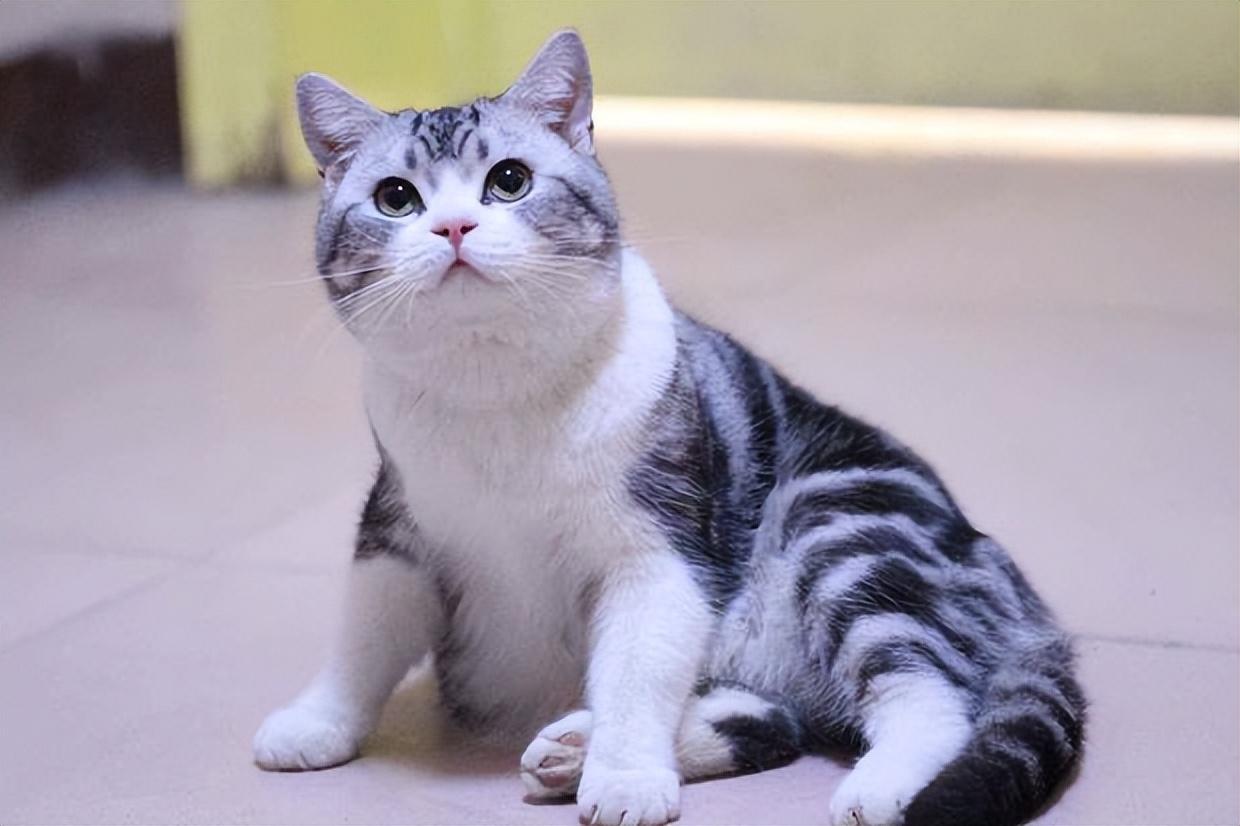 Why is the abandonment rate of "American short cats" so high? Netizen ...