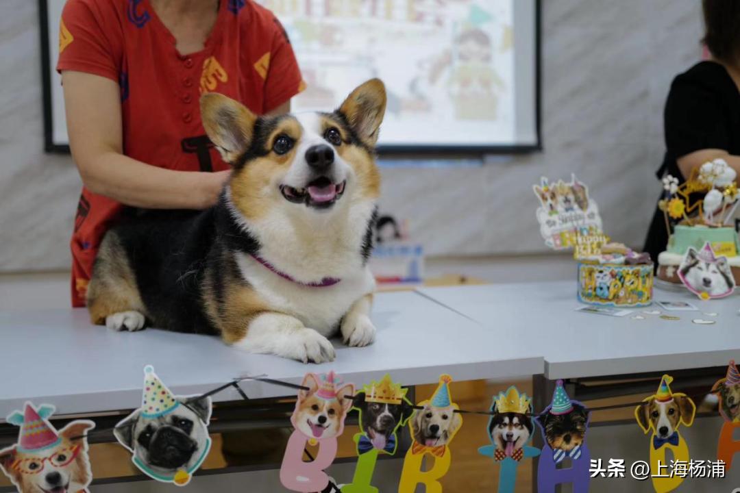 Civilized dog raising, "pet" me first - iNEWS