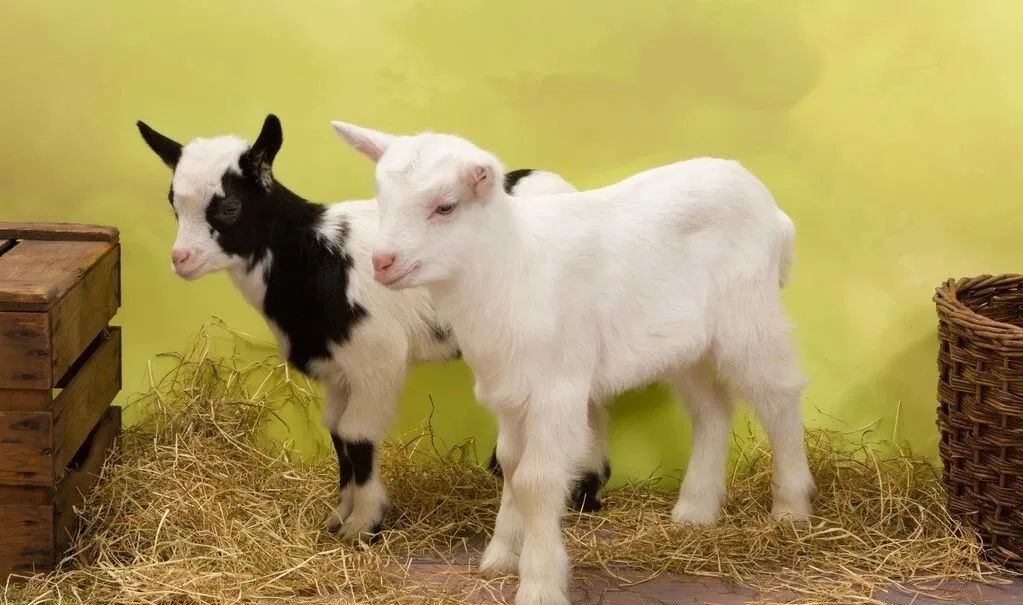 How can hybrid sheep grow fast and well?These 5 must-dos - iNEWS