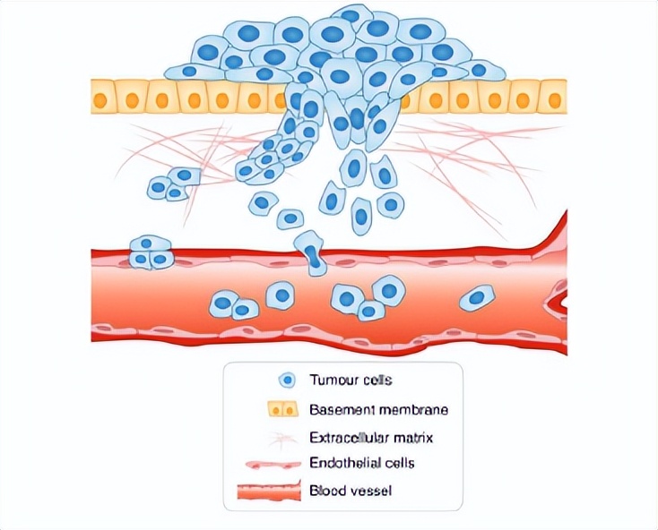 Biomechanical regulation of cancer cell spreading and migration in ...
