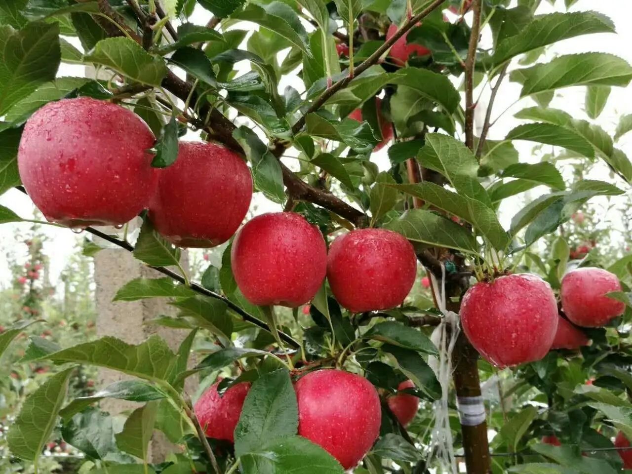 The Past and Present of "Lingbao Apple" - iNEWS
