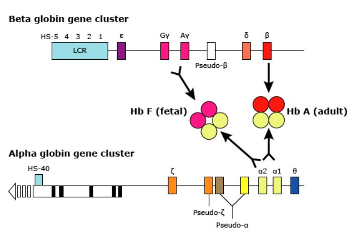 Does diet affect the evolution of key genes in the ethanol metabolism ...