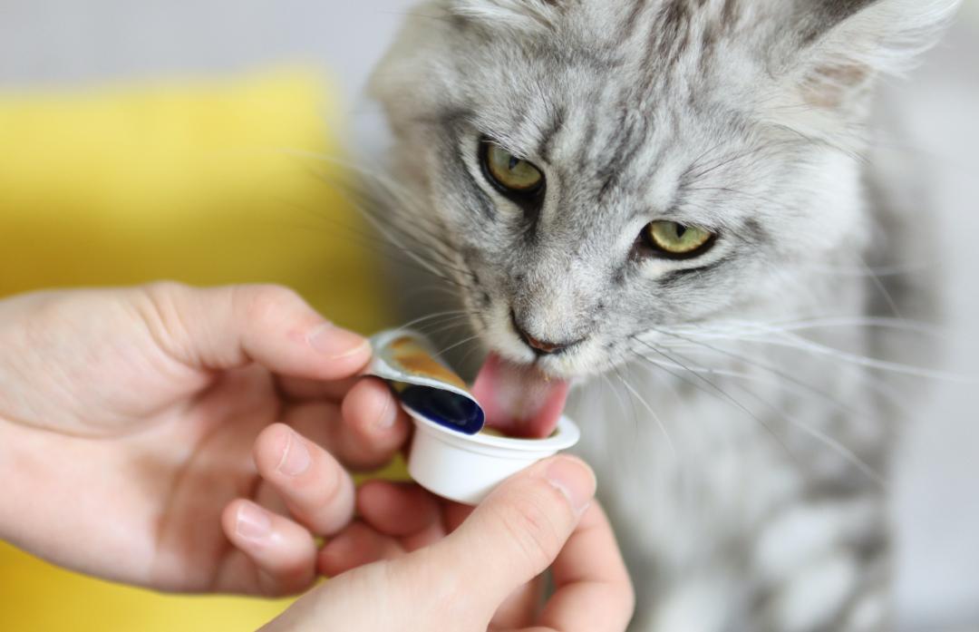 Redefine "raising" to make pet raising life better - iNEWS