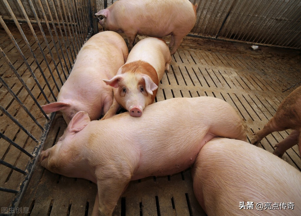 Big event!Raising pigs can also make a lot of money, Muyuan boss Qin ...