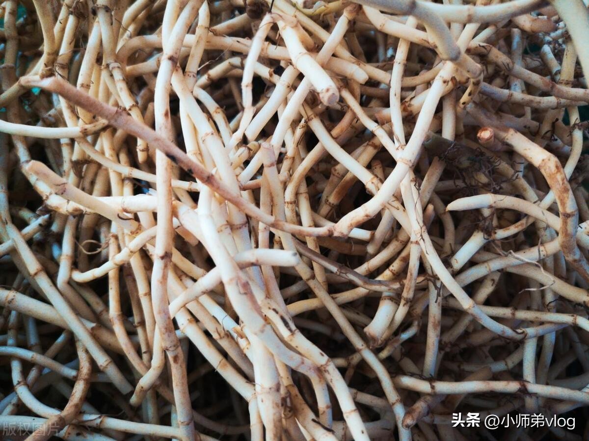 Houttuynia cordata "Zheergen" from the three provinces of Yunnan ...