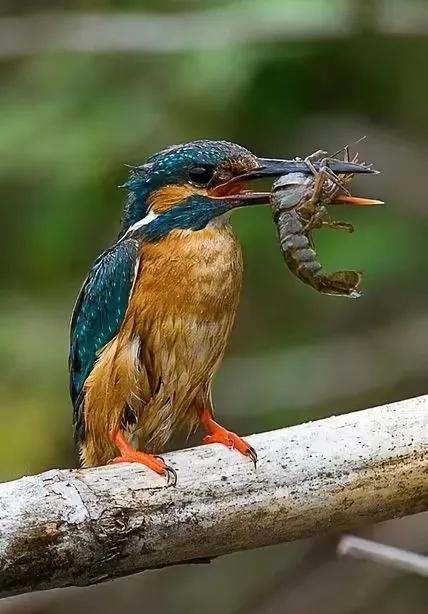 27 rare animal photos - iMedia