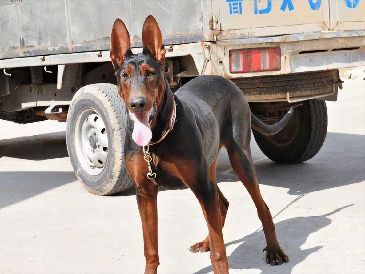 China's "six big bulldogs" are not inferior to foreign dogs. How many ...