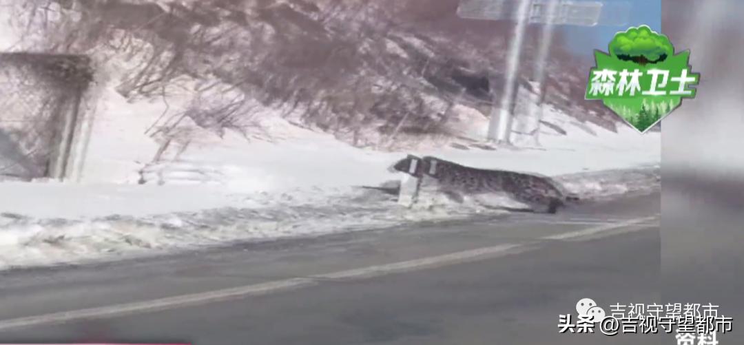 Two men met the Northeast Leopard by chance and took a photo of the ...