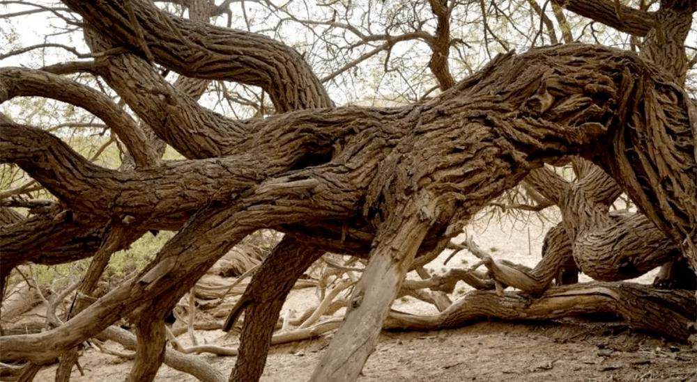 An ancient willow tree with a diameter of 3 meters was discovered in ...
