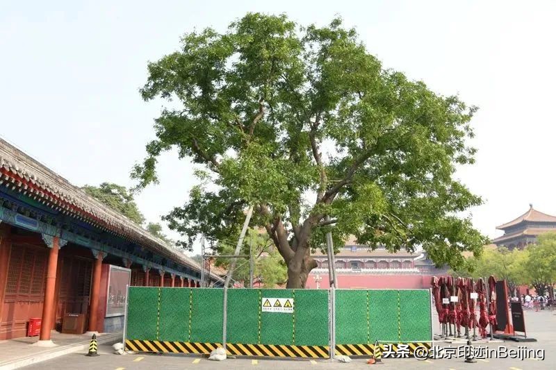 There are more than 7,000 ancient and famous trees on the central axis ...