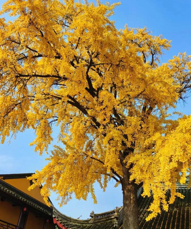 9 beautiful places to enjoy autumn in Suzhou, you must not miss it - iNEWS