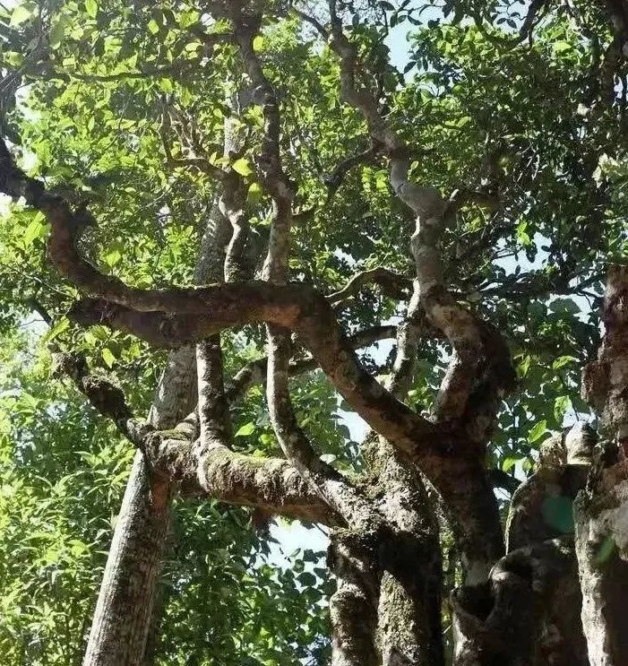 "One Zan·Laos Wild Tea" takes you to know Lao Chuan Khouang Ancient ...