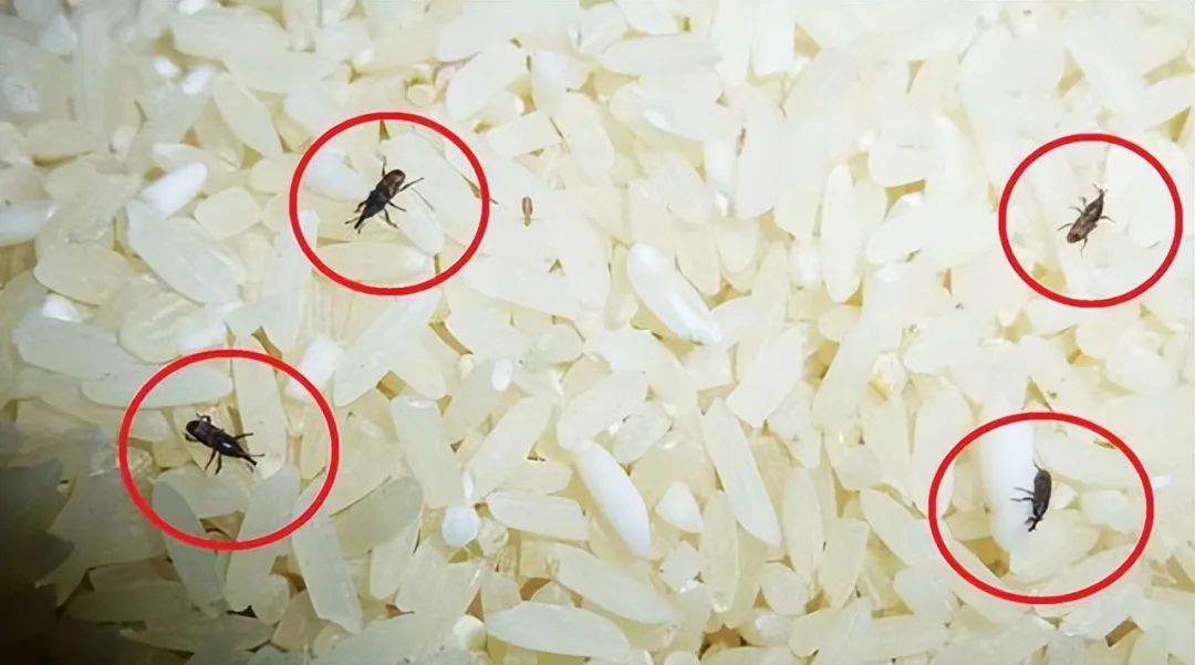 It turns out that the rice worm is most afraid of it, put it in the ...