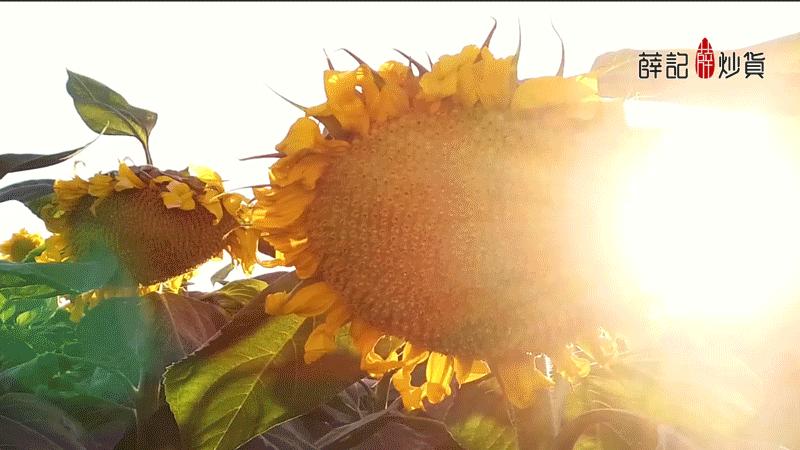 Xueji Roasted Seeds and Seeds Investor Qicheng Capital: Why invest ...