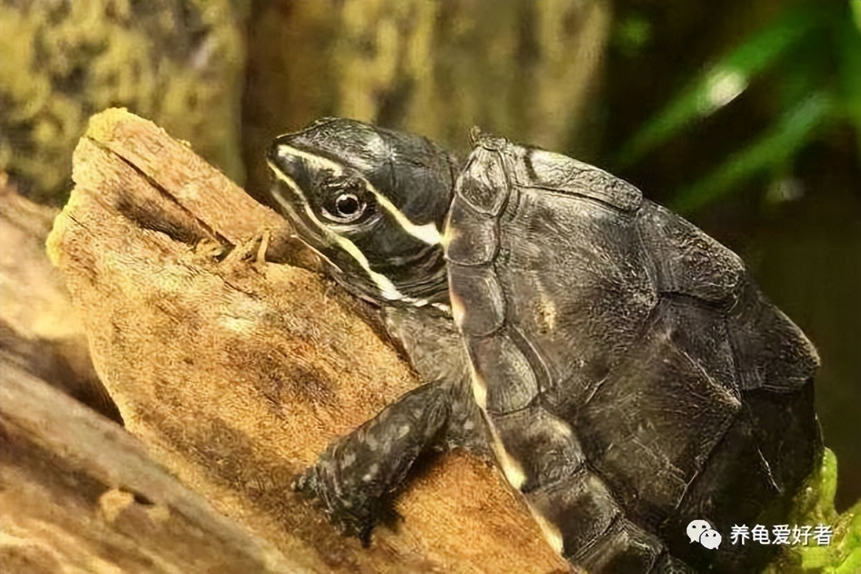 Is there the easiest way to raise turtles?it comes - iNEWS