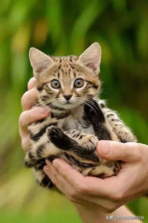 The world's most compact cat, the super mini cat "rusty spotted leopard ...