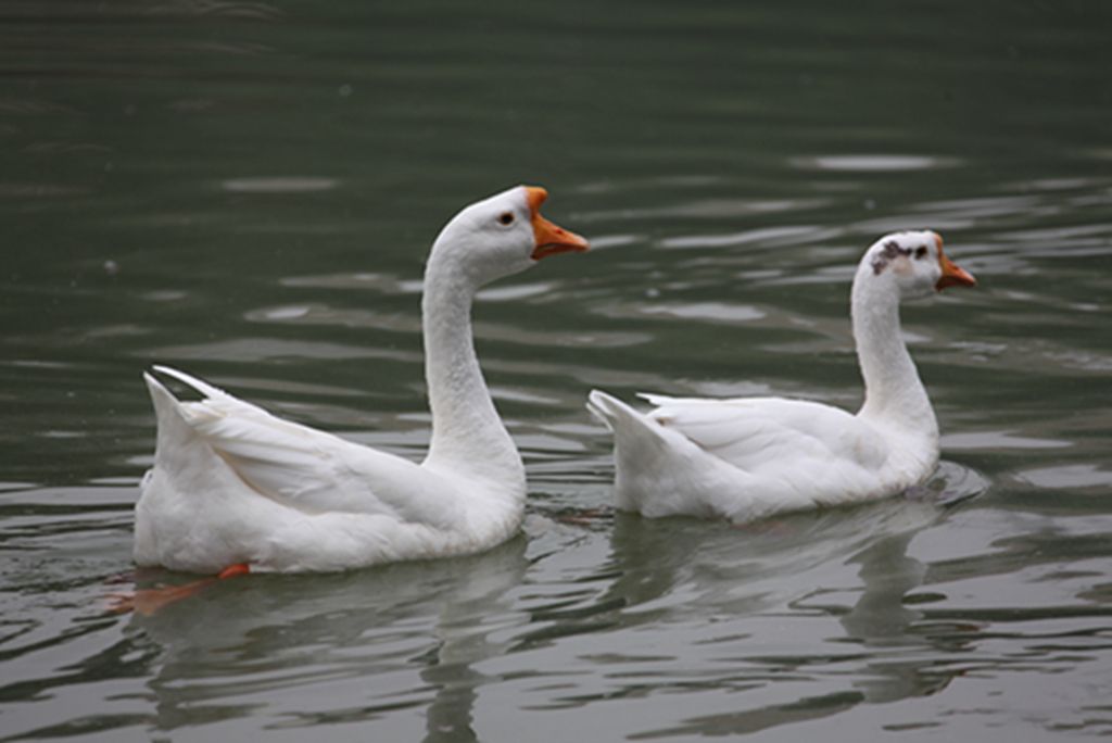 What are the biological characteristics of geese? - iMedia