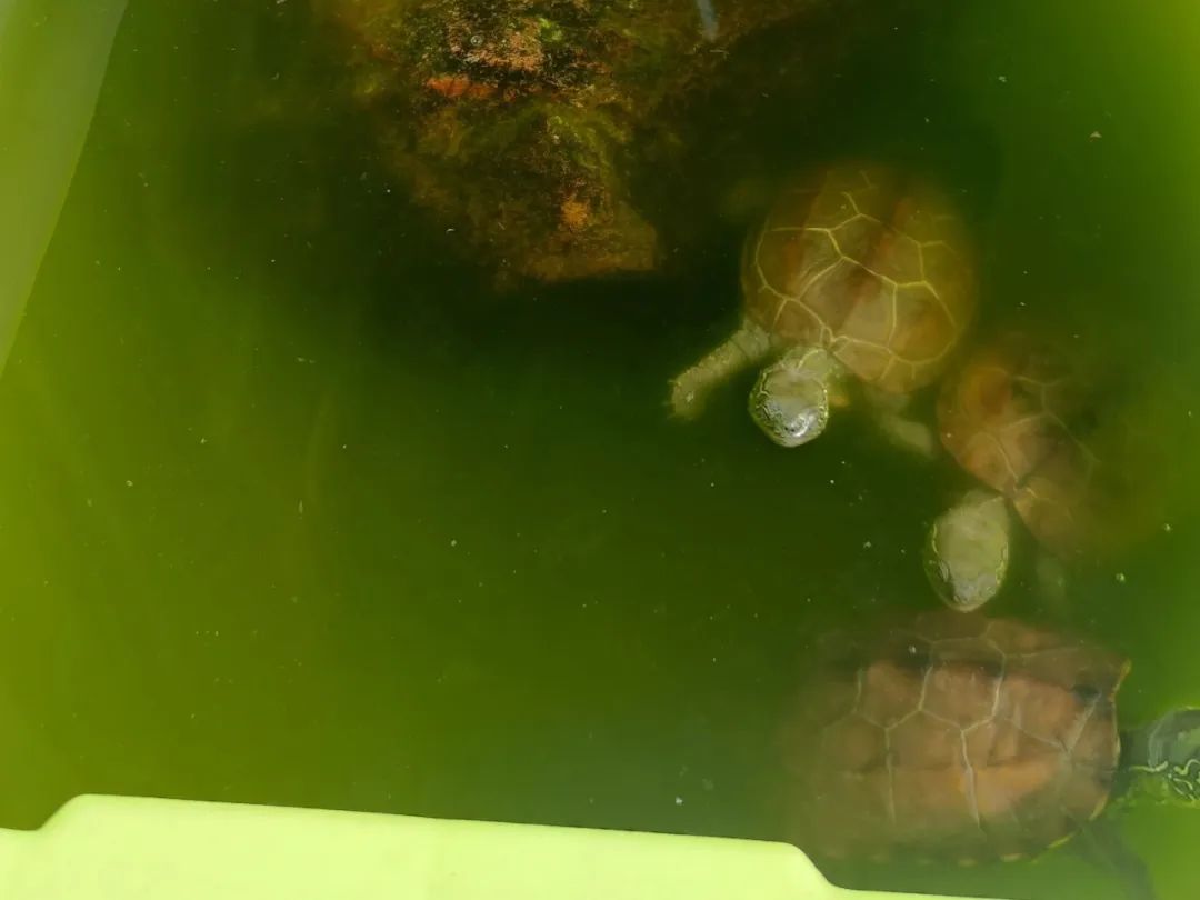 Raising turtles with green water will not rot the skin! are you serious ...