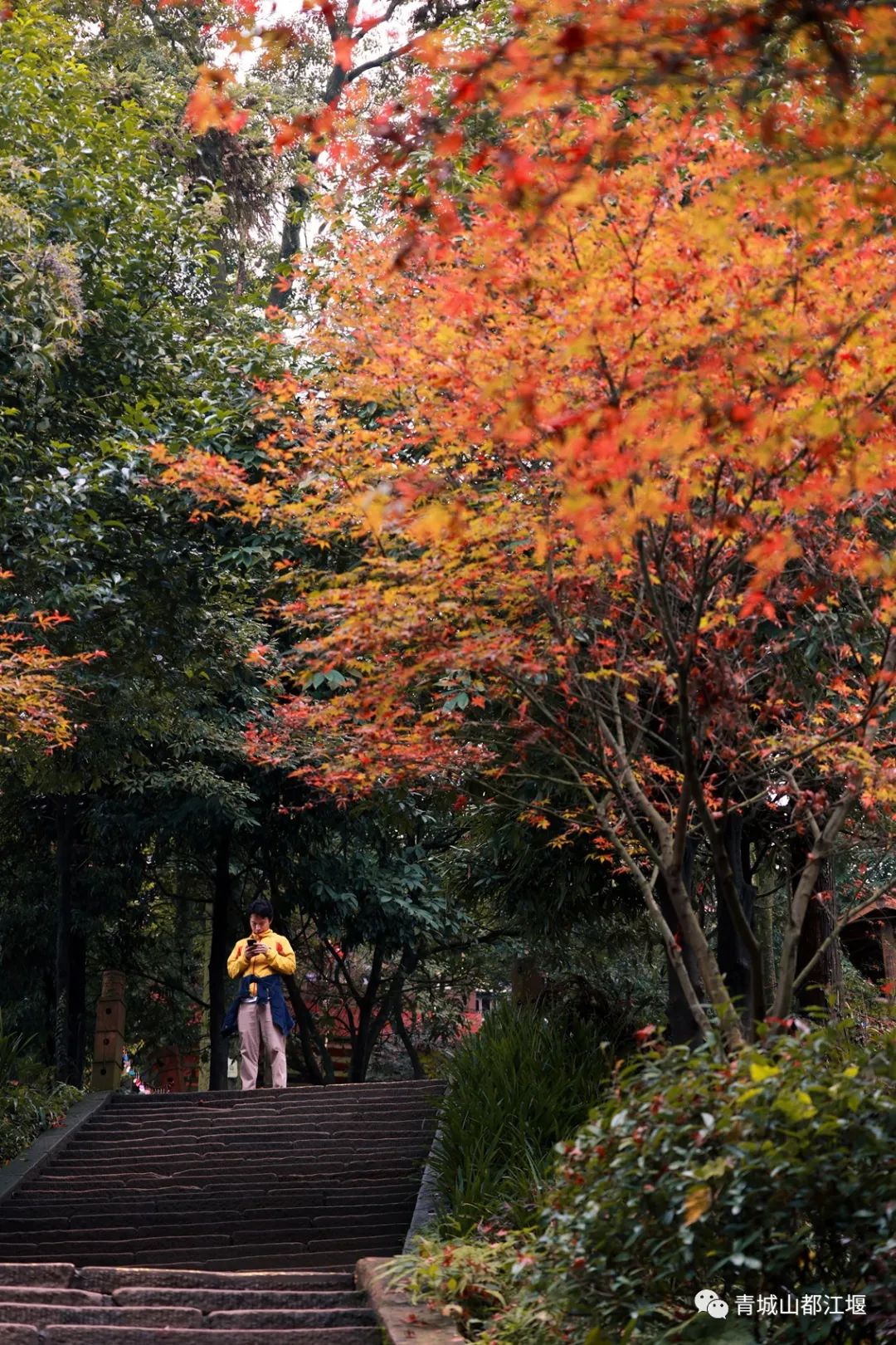 The latest Ginkgo map in 2022 is released!Dujiangyan's "7 Most ...