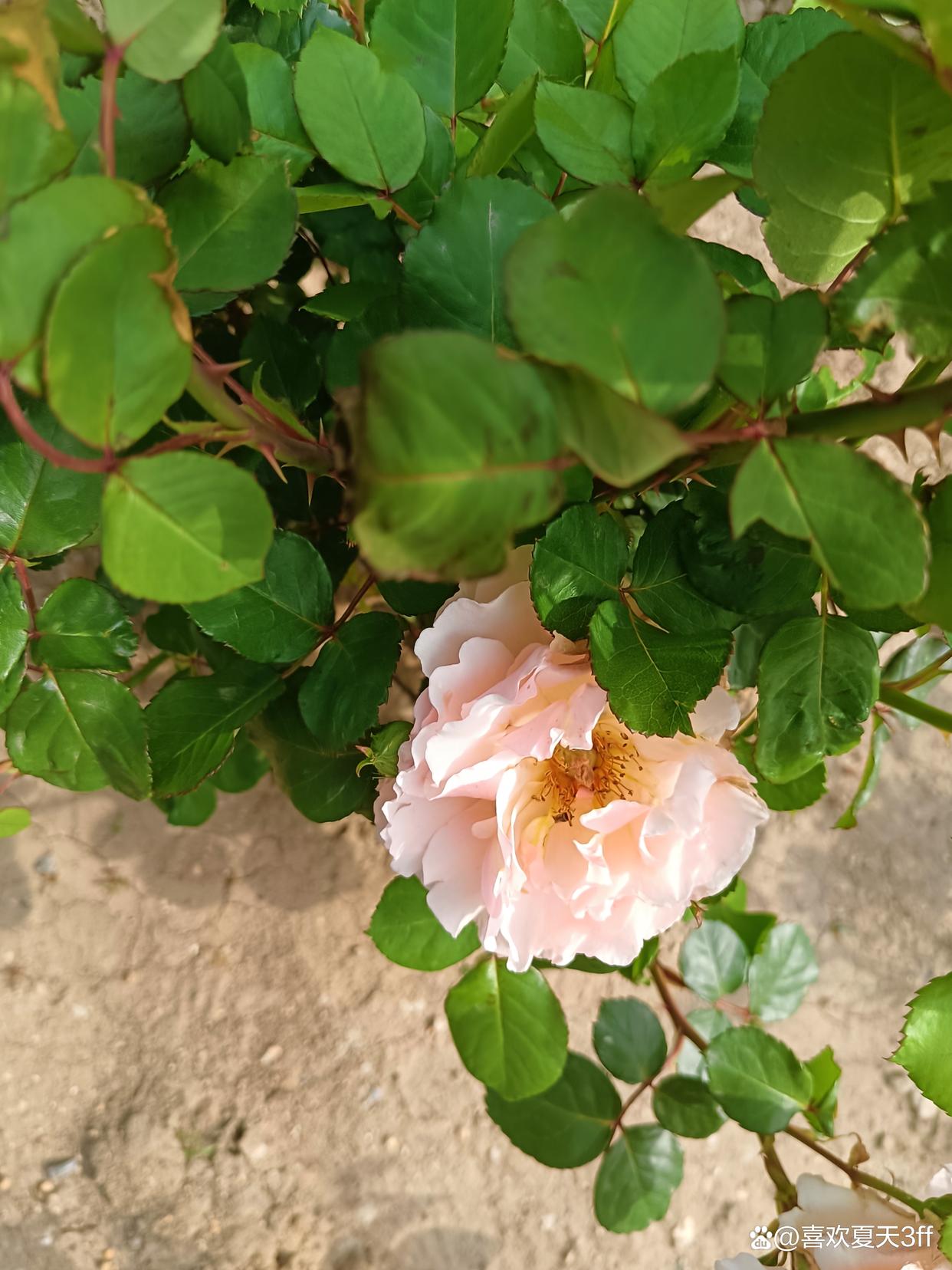 Rose Flowers Blooming in May Part 2 - iNEWS