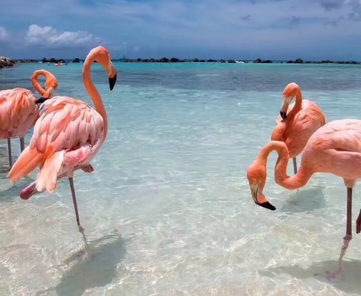 Baleen Whale Among Birds: Are Flamingos Coming to Tianjin?As a foreign ...