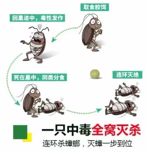 The secret weapon to completely eliminate cockroaches: cockroach ...