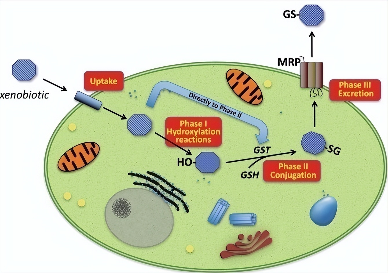 Trans-Aconitic Acid reveals the mystery of cell metabolism? - iNEWS