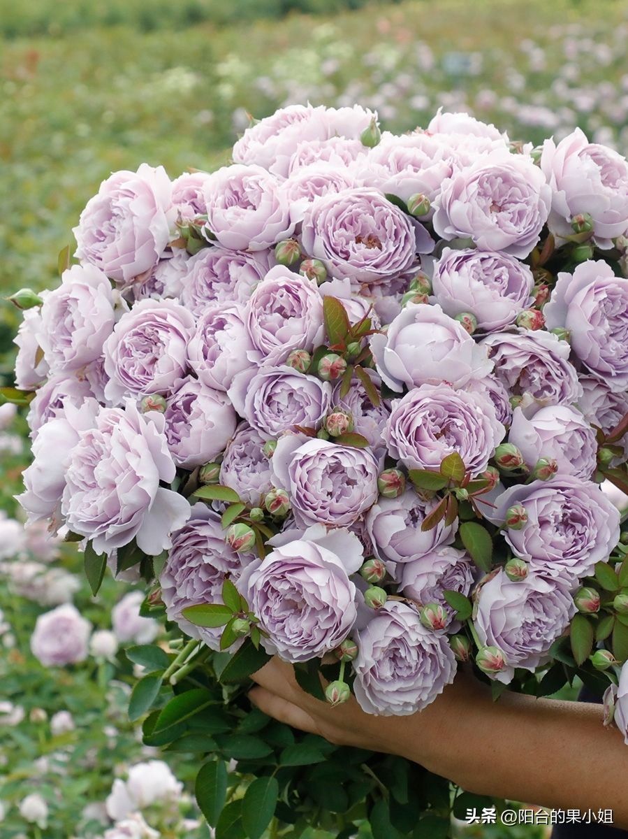 How to choose high-quality rose seedlings for novices, see here - iNEWS