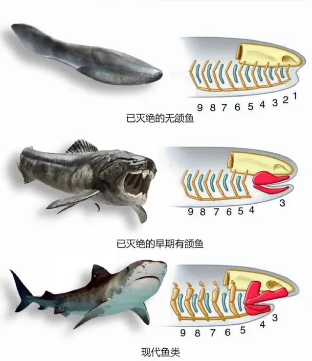 From fish to man, did humans actually evolve from fish? - iNEWS