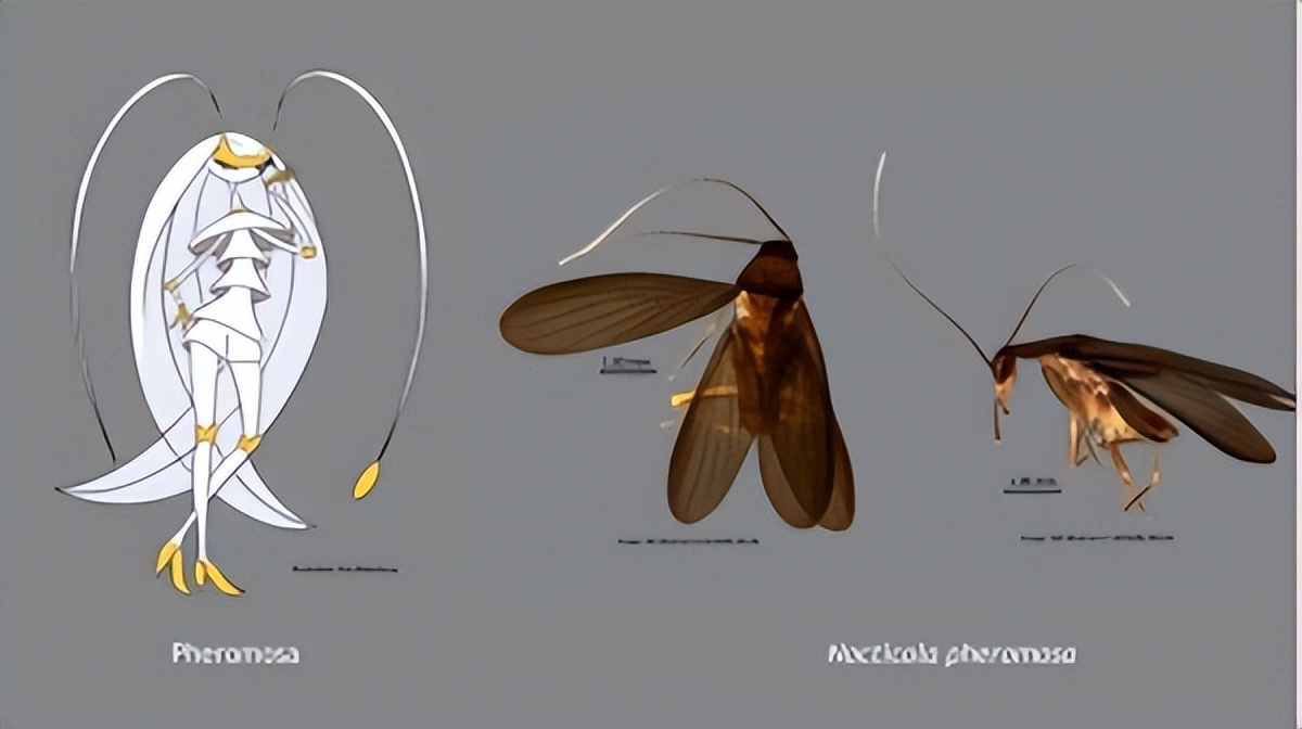 New species! Singapore's "Pokémon Cockroach" is on fire! Philomes looks ...