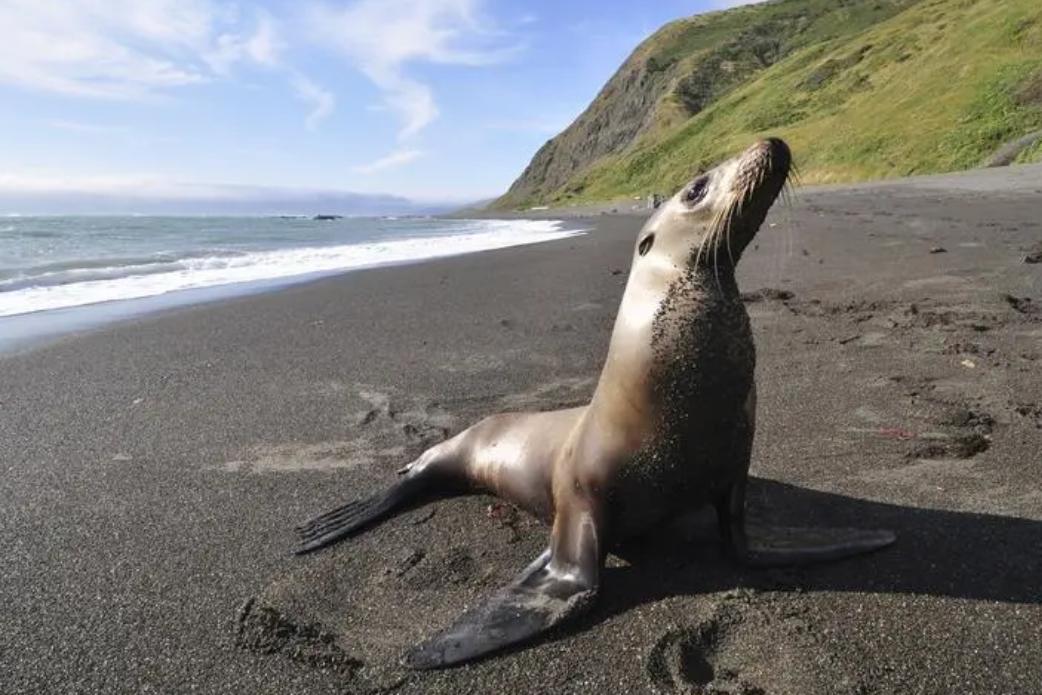 What were the main areas of Russian colonial activities in North ...