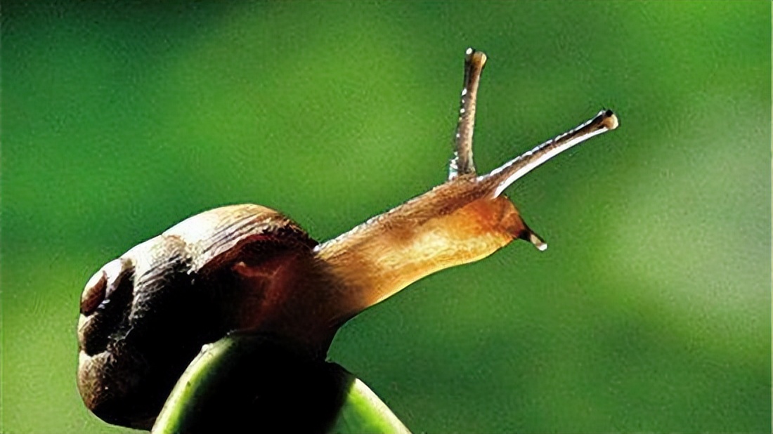 Top 10 Hermaphroditic Creatures in the World - iNEWS