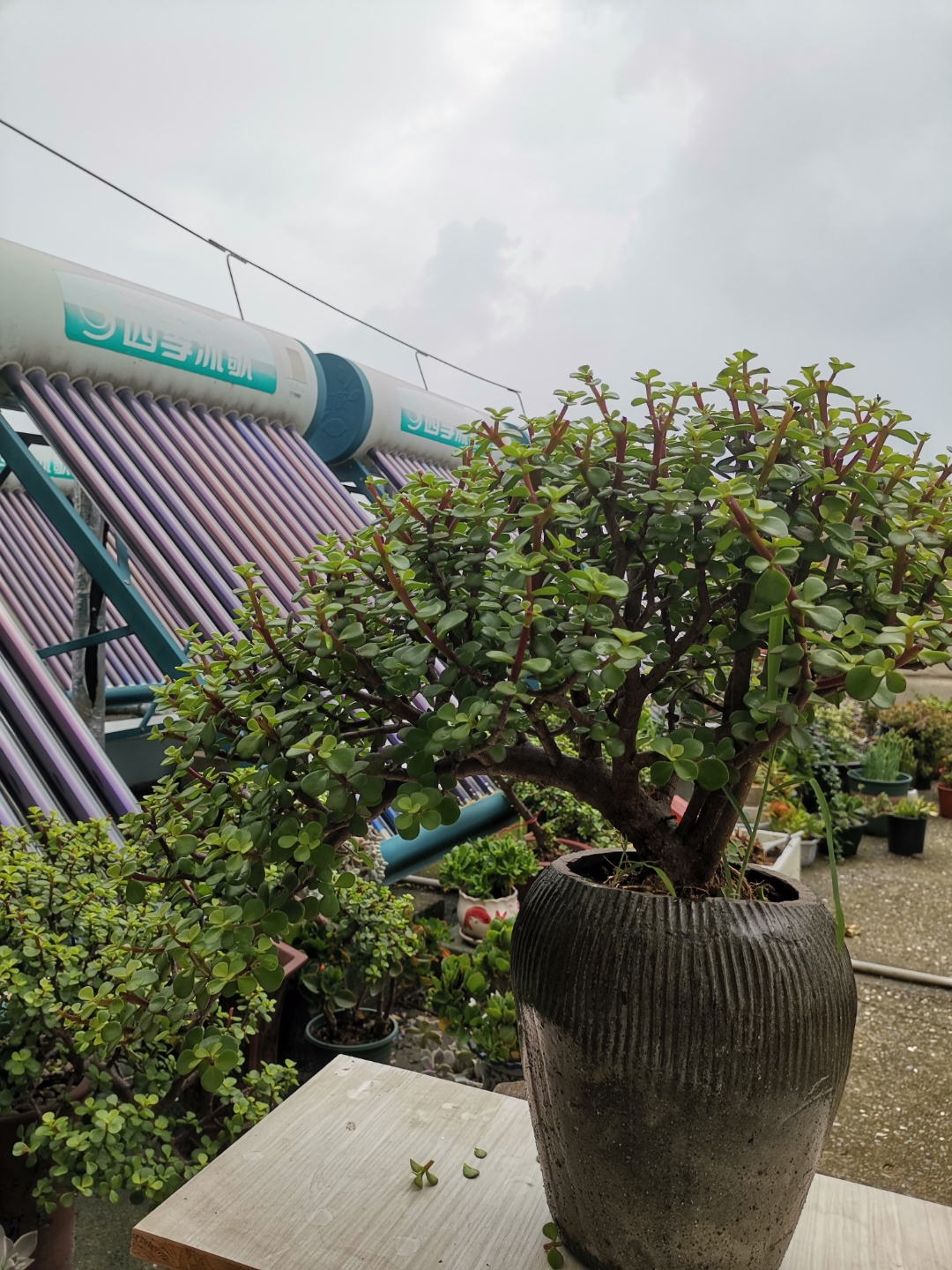 Raising golden branches and jade leaves in August, the hands can't be ...